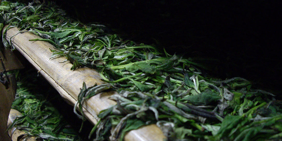 Making Pai Mu Dan White Tea in Fujian Province - PekoeTea Edinburgh